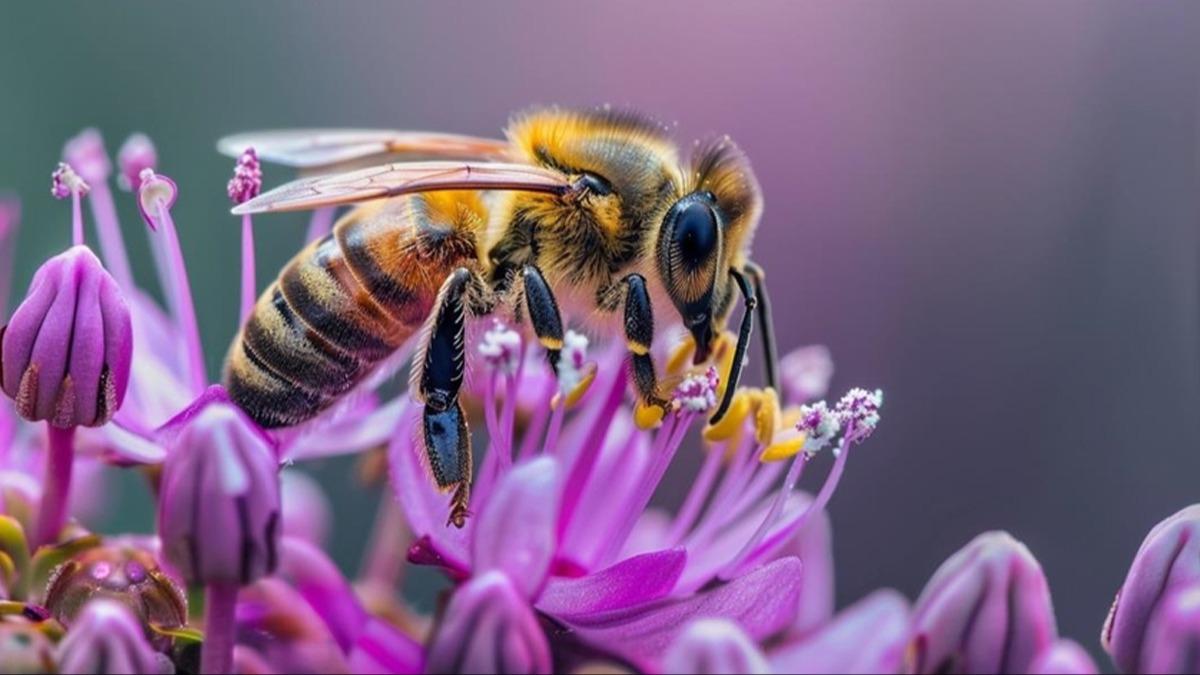 Azalan arı popülasyonu gıda güvenliğini tehdit ediyor